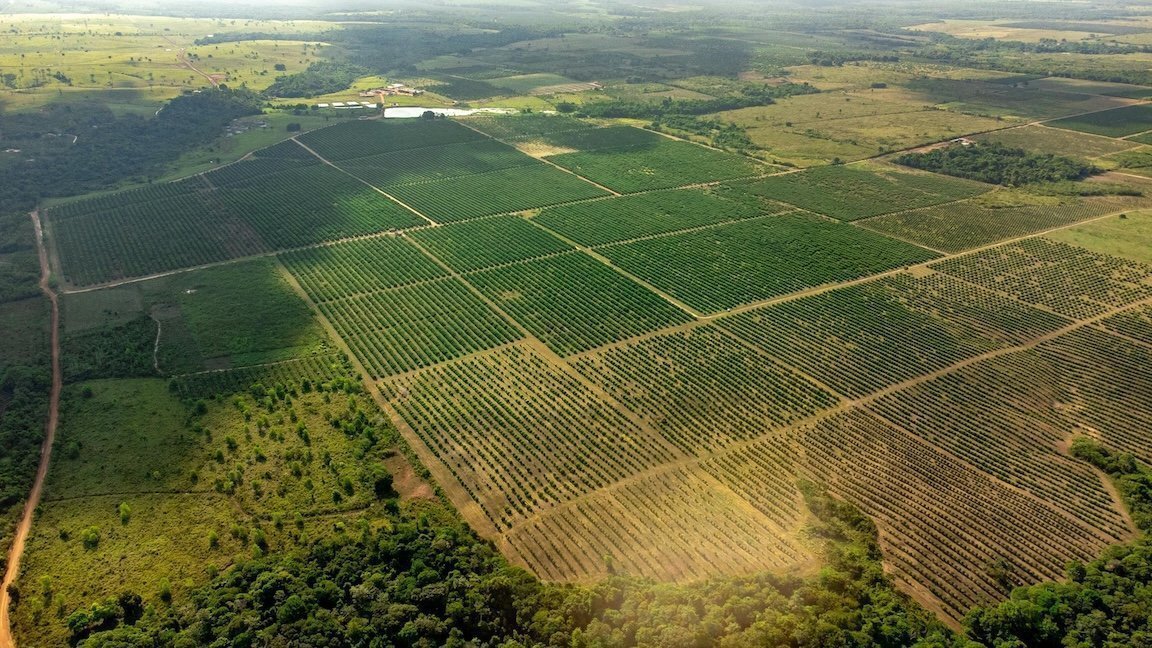 The right mix and planting pattern of trees enhance forest productivity ...